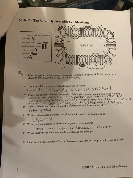 Solved Model 2 - The Selectively Permeable Cell Membrane | Chegg.com