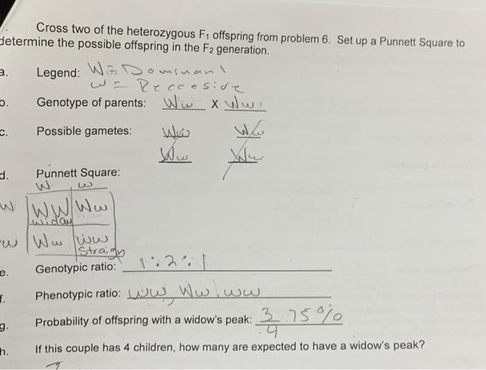 Solved Cross two of the heterozygous F1 offspring from | Chegg.com