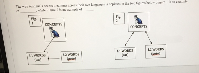 Solved The way bilinguals access meanings across their two | Chegg.com