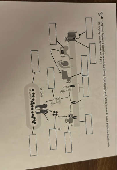 Solved Depicted below is a signal transduction pathway from | Chegg.com