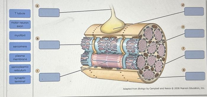 Skeletal muscle consists of many bundles of fibers | Chegg.com
