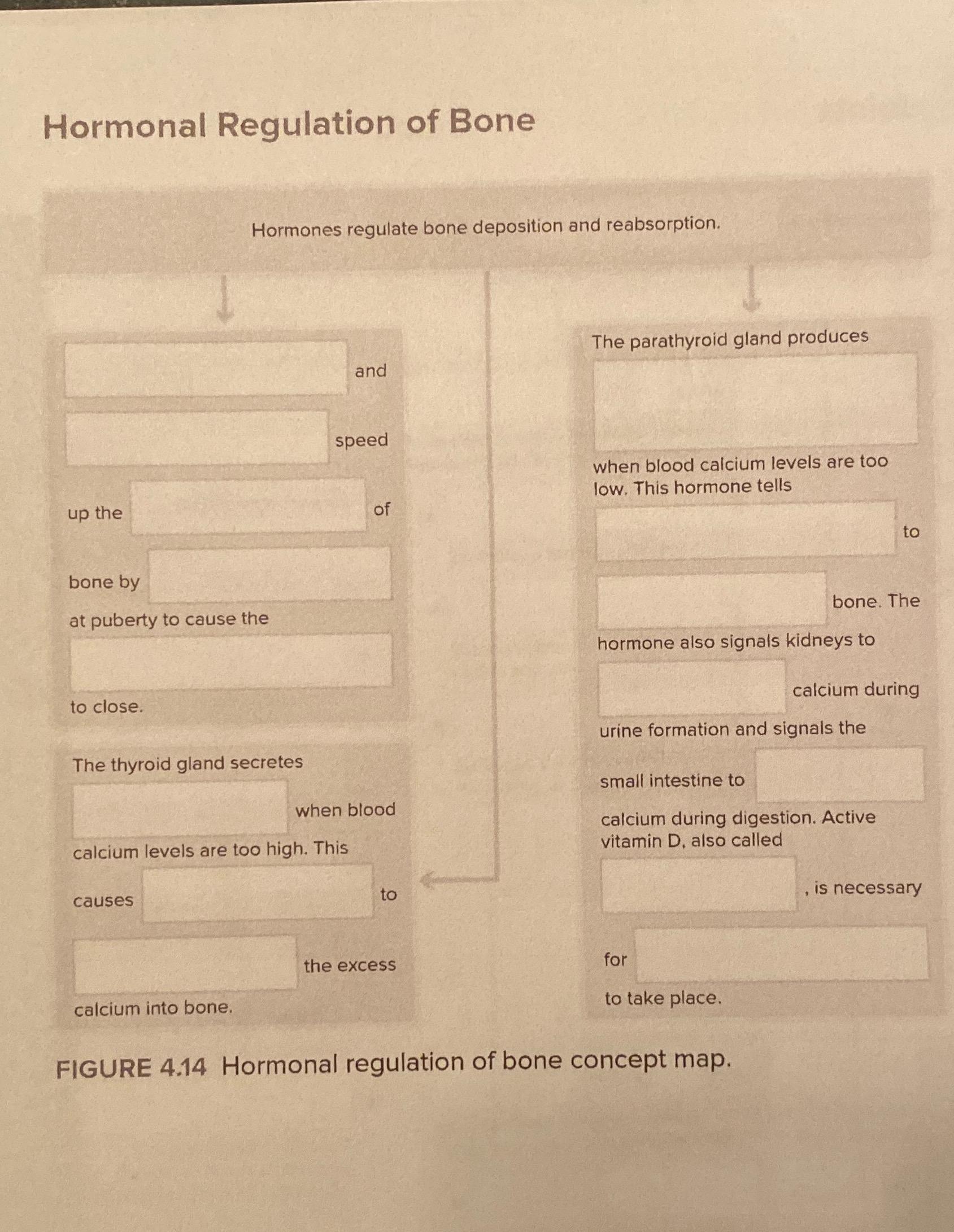 Solved Hormonal Regulation of BoneHormones regulate bone | Chegg.com