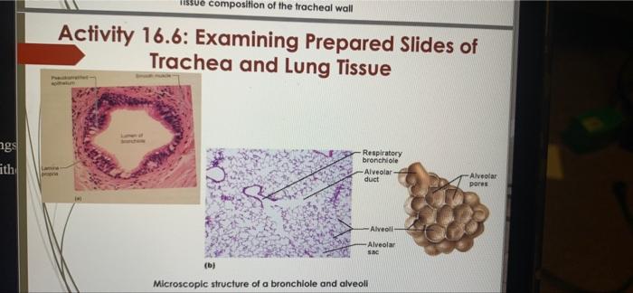 composition of the tracheal wall Activity 16.6: | Chegg.com
