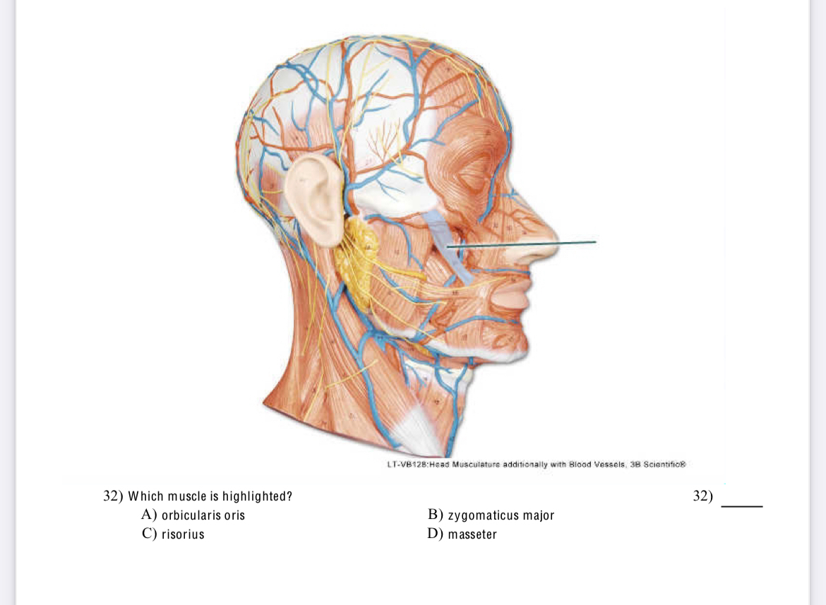 Solved Which muscle is highlighted?A) ﻿orbicularis orisB) | Chegg.com