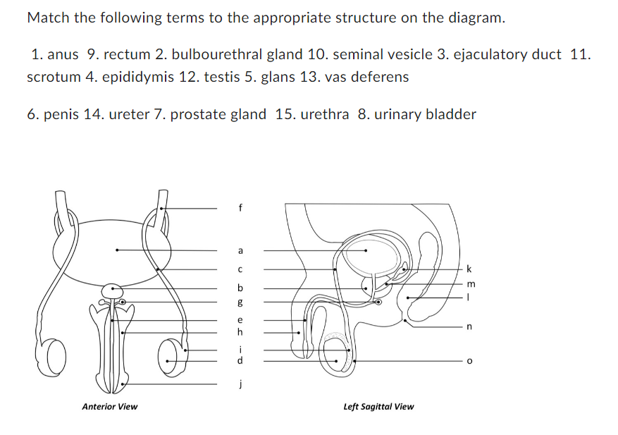 Solved Please help with the anatomy of the urinary tract | Chegg.com