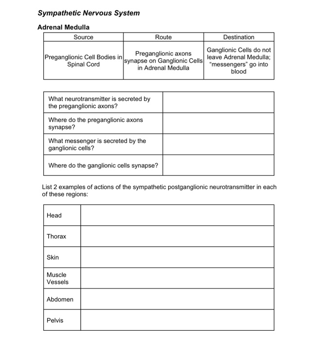 Solved Parasympathetic Nervous System Brainstem origin | Chegg.com