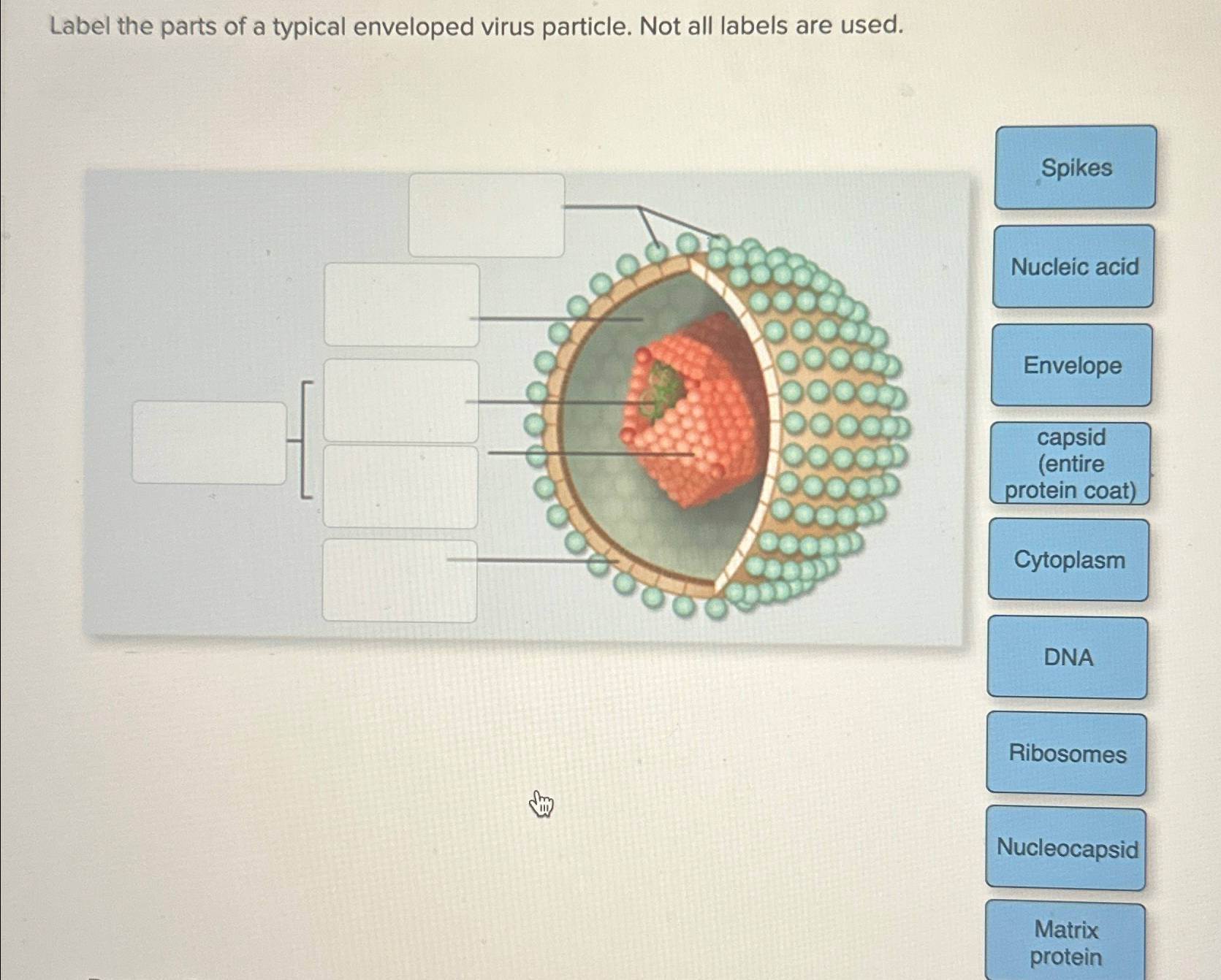 Solved Label the parts of a typical enveloped virus | Chegg.com