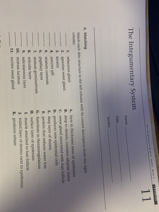 Solved SIFEREISER 11 The Integumentary System Name Date | Chegg.com