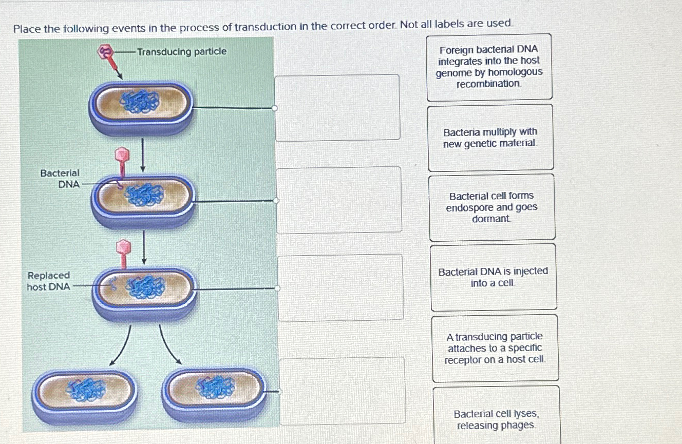Solved Place the following events in the process of | Chegg.com