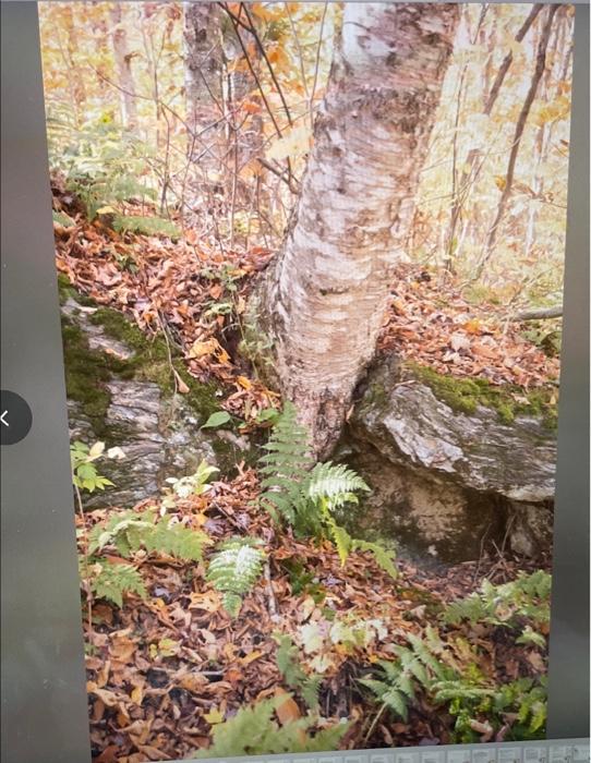 Mount Snow Stop 1 - Albite Quartz Granofels At this | Chegg.com