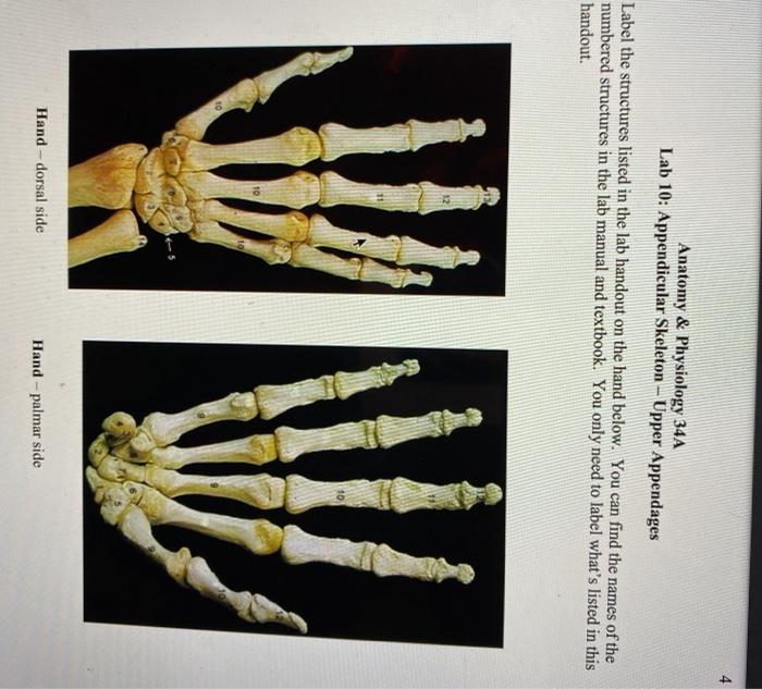Solved 3 Anatomy & Physiology 34A Lab 10: Appendicular | Chegg.com