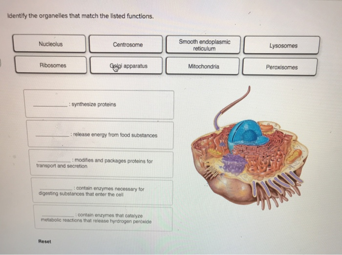 Solved Identify the organelles that match the listed | Chegg.com