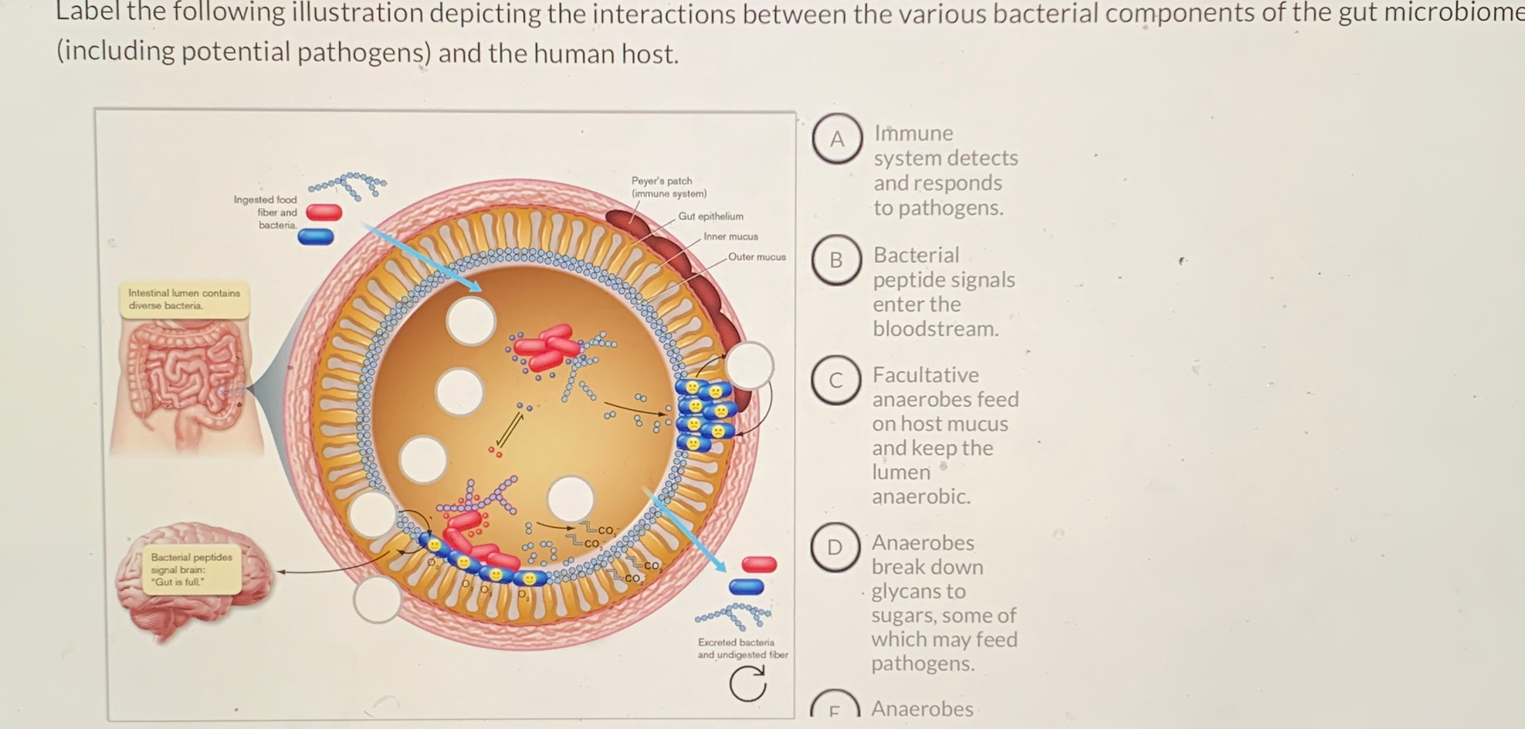 Label the following illustration depicting the | Chegg.com
