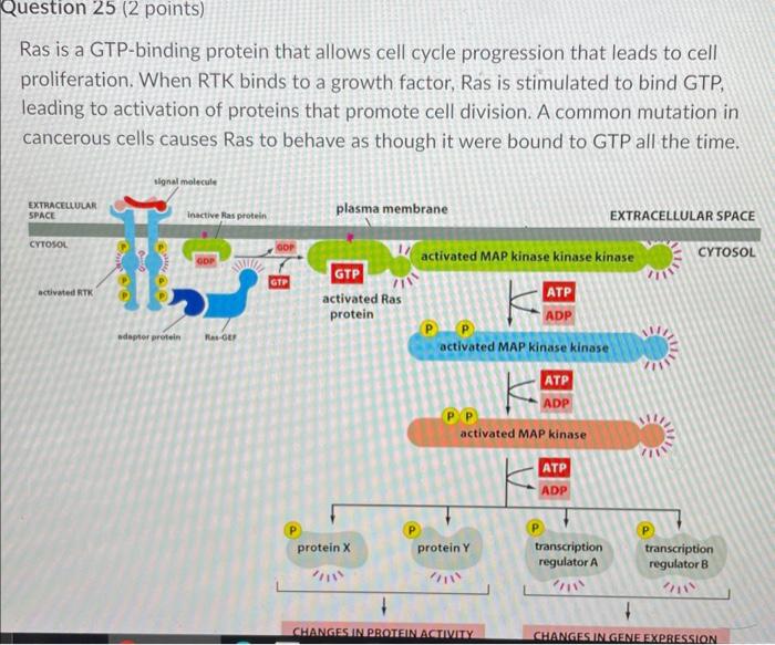 Solved Ras is a GTP-binding protein that allows cell cycle | Chegg.com