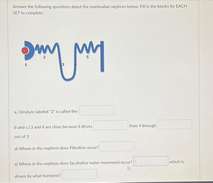 Solved Answer the following questions about the mammalian | Chegg.com
