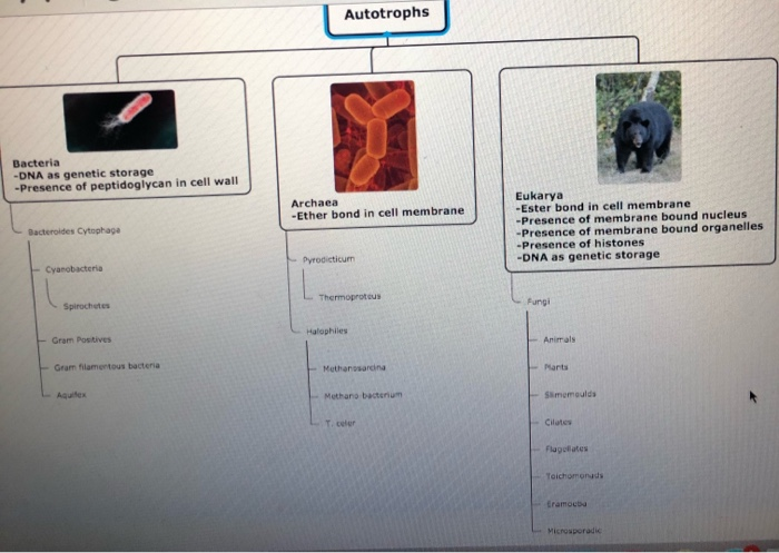 Solved add plants and protist to this phylogentic tree | Chegg.com