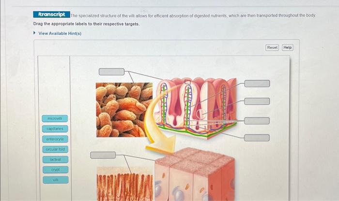 Solved transcript The specialized structure of the villi | Chegg.com
