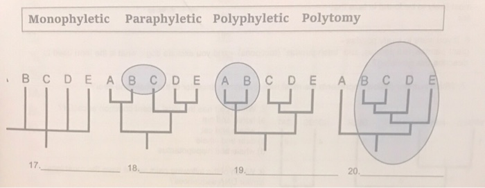 Solved Monophyletic Paraphyletic Polyphyletic Polytomy B C D | Chegg.com