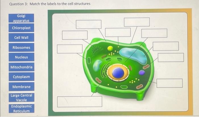 Solved Question 3: Match the labels to the cell structures | Chegg.com