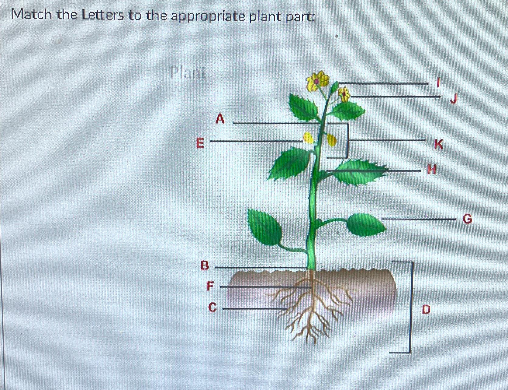 Solved Match the Letters to the appropriate plant part:Plant | Chegg.com