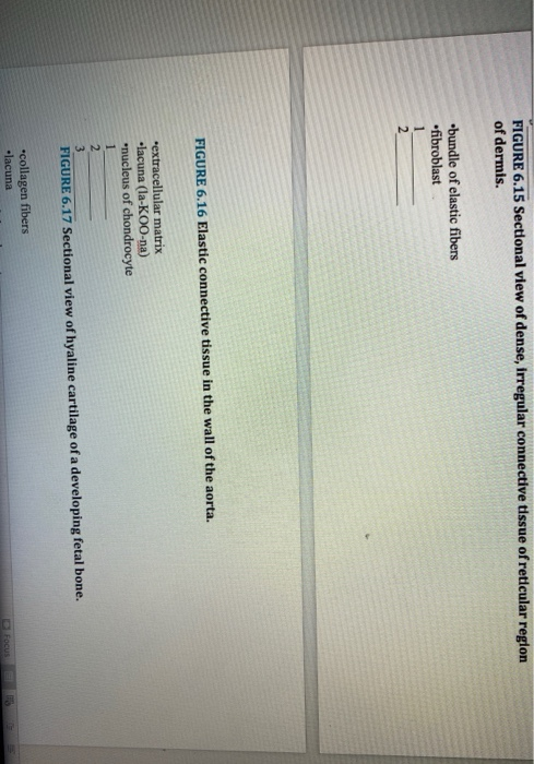 Solved lipid storage area nucleus of adipocyte 2 FIGURE 6.12 | Chegg.com