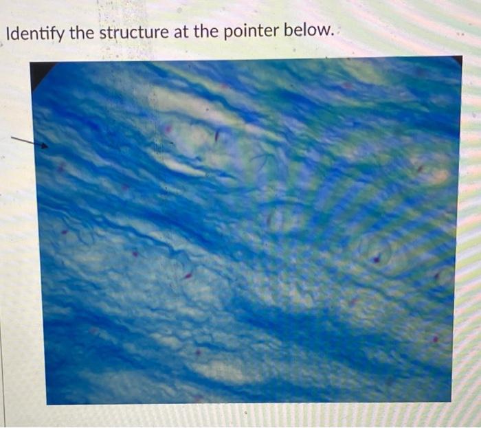Identify the structure at the pointer below. | Chegg.com