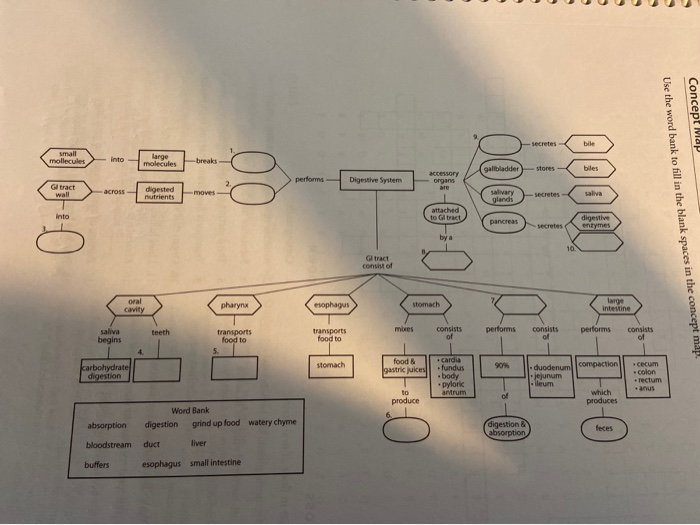 Solved Concept Map 00 Digestive System QUOMO 0000 120 : 110 | Chegg.com