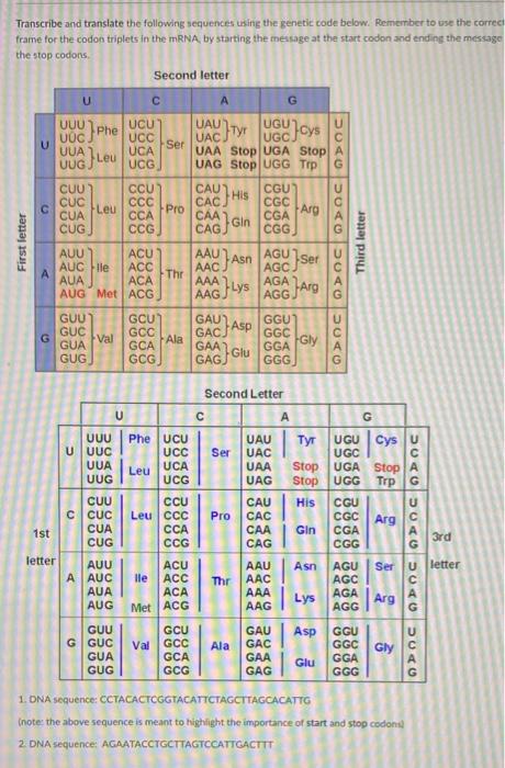 Solved Transcribe and translate the following sequences | Chegg.com