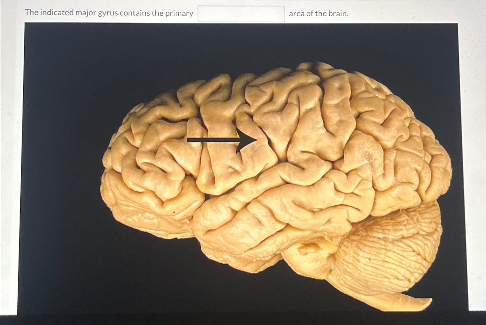 Solved The indicated major gyrus contains the primary ____ | Chegg.com