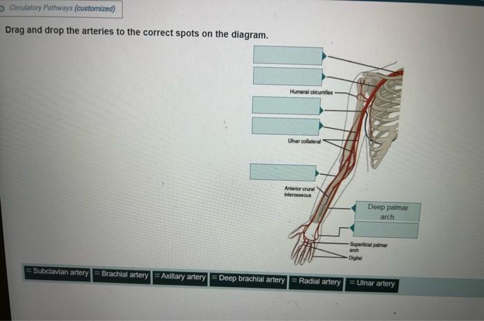 Solved Drag and drop the arteries to the correct spots on | Chegg.com