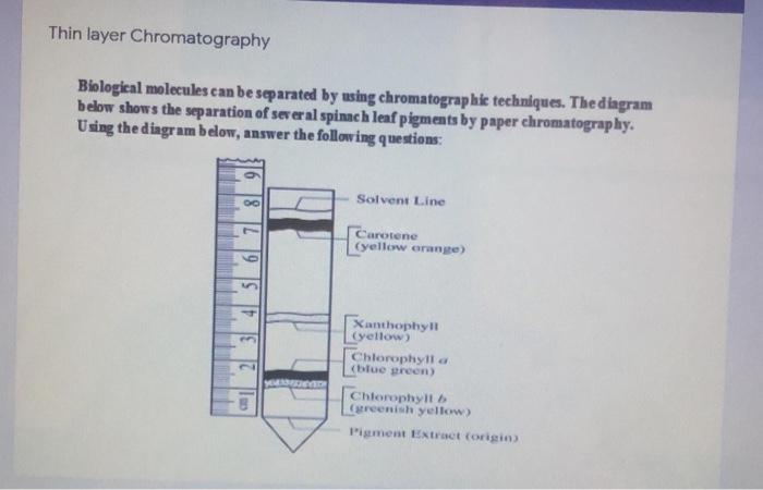 Solved Thin layer Chromatography Biological molecules can be | Chegg.com