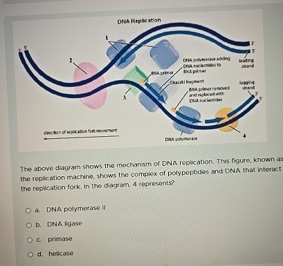 Solved The above diagram shows the mechanism of DNA | Chegg.com