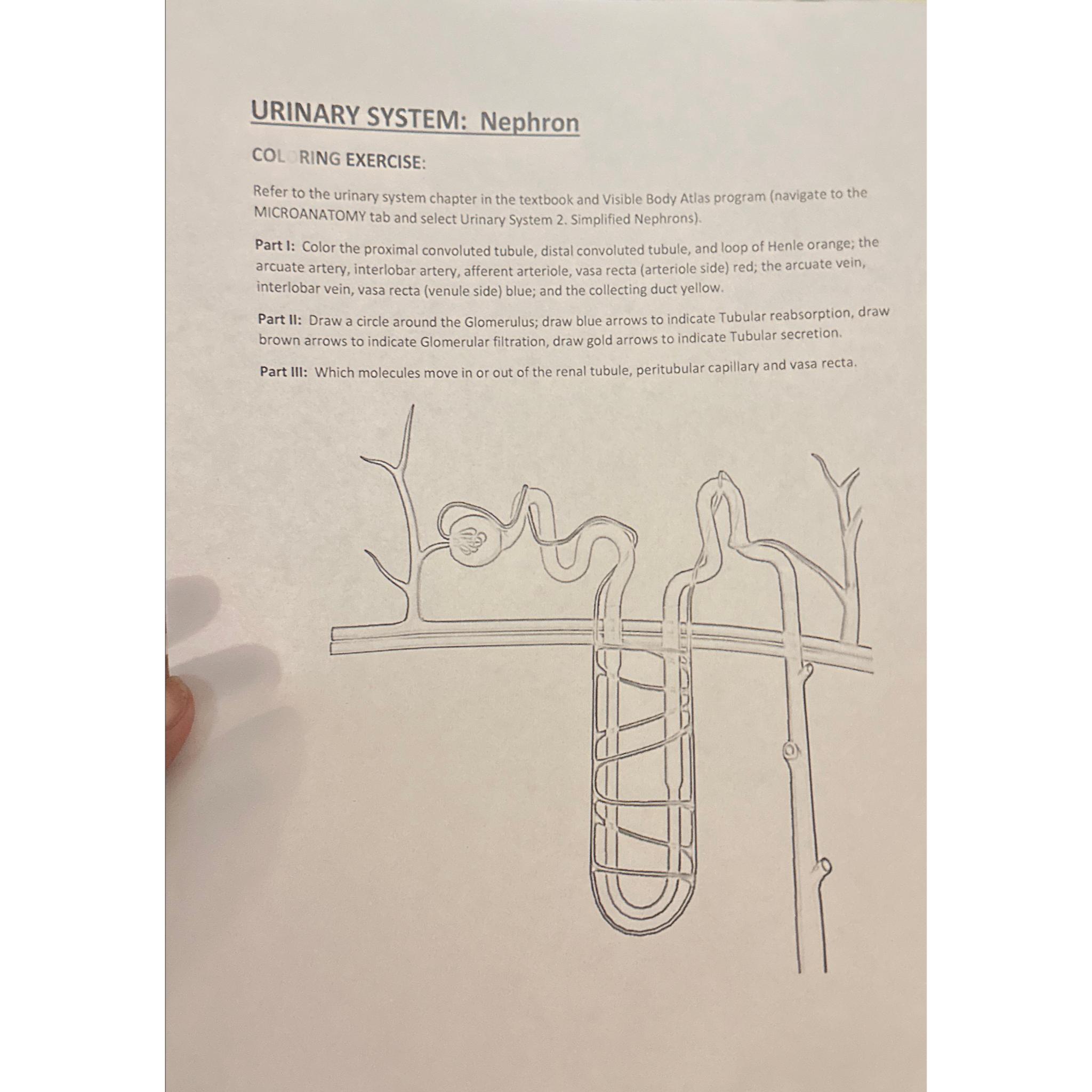 Solved URINARY SYSTEM: NephronCOL RING EXERCISE:Refer to the | Chegg.com