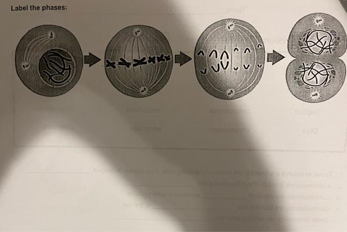 Solved Label the phases: | Chegg.com