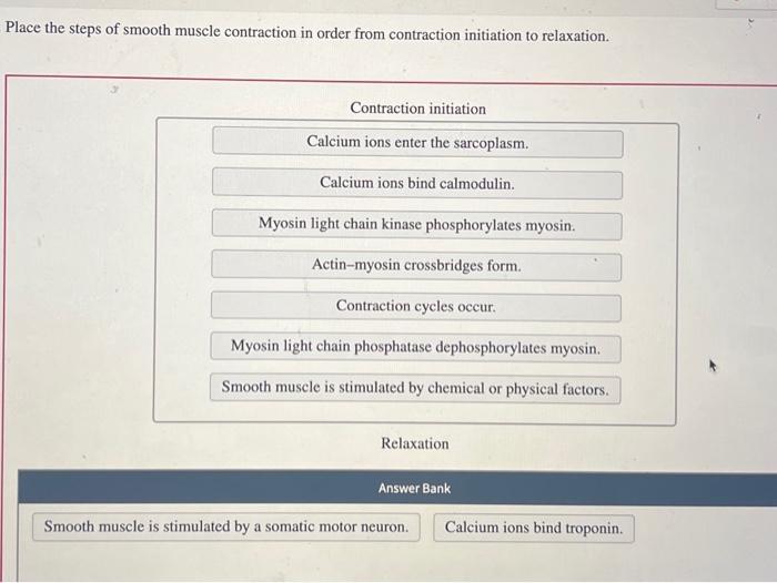 Solved Place the steps of smooth muscle contraction in order | Chegg.com