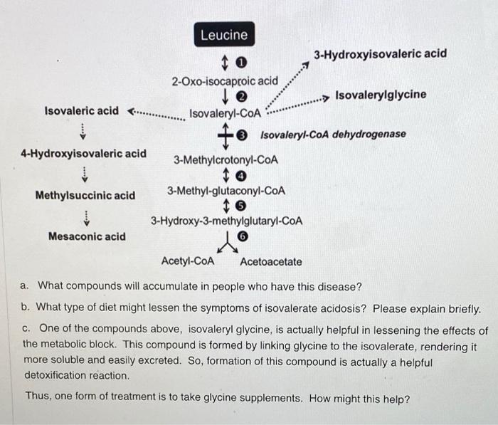 Solved Leucine 0 3-Hydroxyisovaleric acid 2-Oxo-isocaproic | Chegg.com