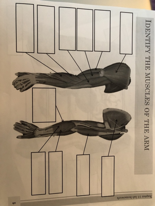 Solved IDENTIFY THE MUSCLES OF THE ARM Chapter 11 lab | Chegg.com