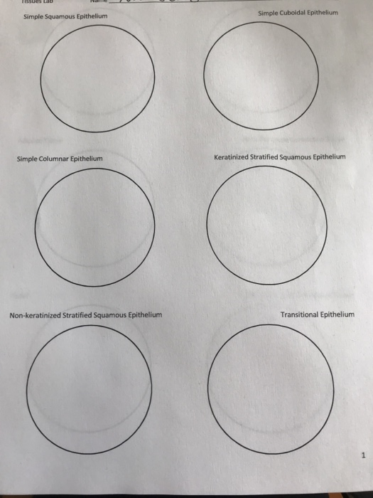 Solved Simple Squamous Epithelium Simple Cuboidal Epithelium | Chegg.com