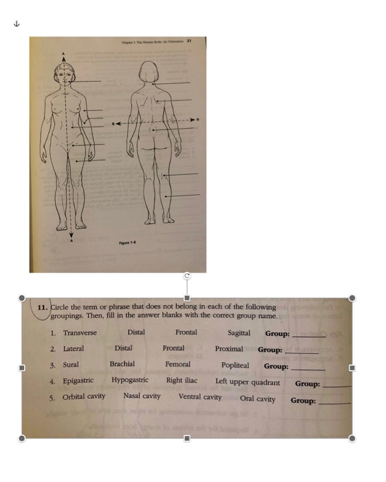 Solved 2010 4. Circle the term that does not belong in each | Chegg.com