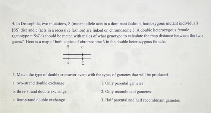 Solved 4. In Drosophila, two mutations, S (mutant allele | Chegg.com