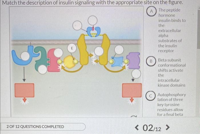 Solved Match the description of insulin signaling with the | Chegg.com