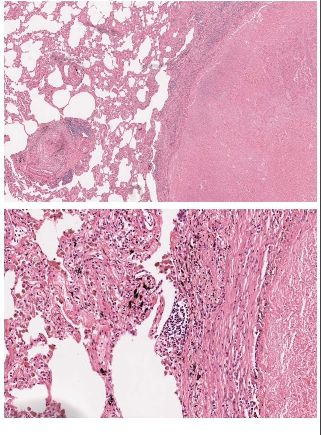 SECTION 1: UNKNOWN SECTION Images of normal tissue | Chegg.com