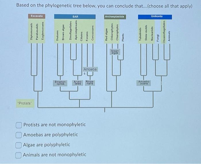 Solved Based on the phylogenetic tree below, you can | Chegg.com