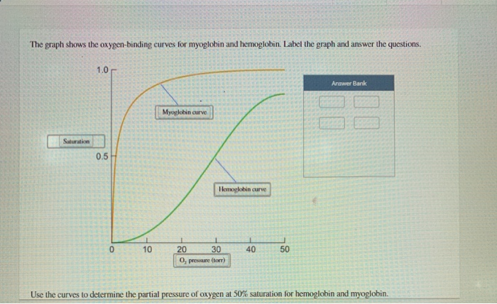 Solved The graph shows the oxygen-binding curves for | Chegg.com