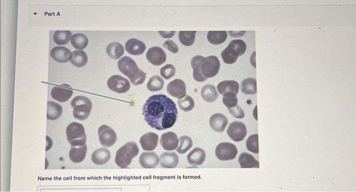 Solved Name the cell from which the highlighted cell | Chegg.com