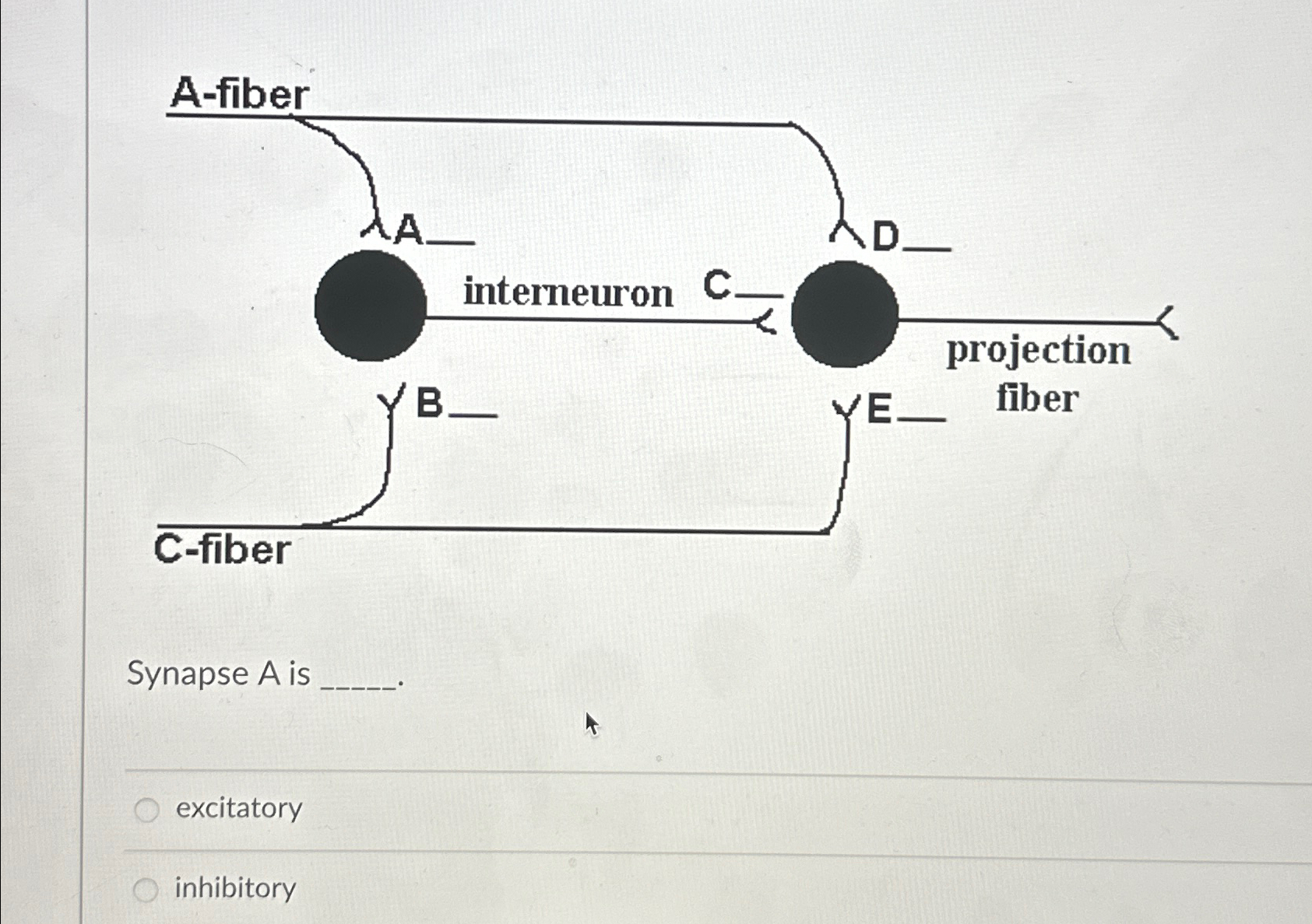 Solved Synapse A is ﻿excitatory ﻿inhibitory | Chegg.com