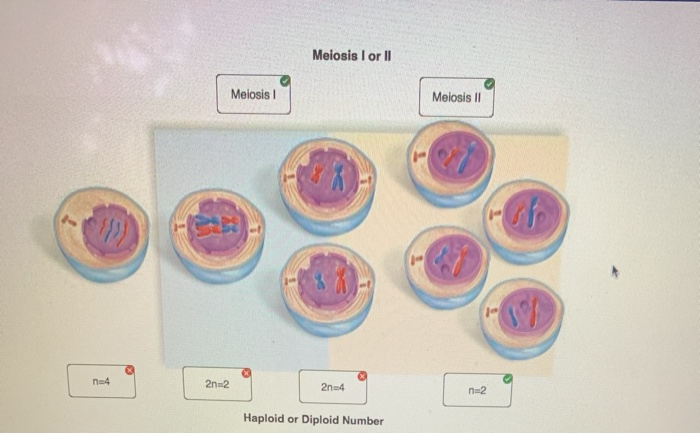 2n4 Meiosis Diagram