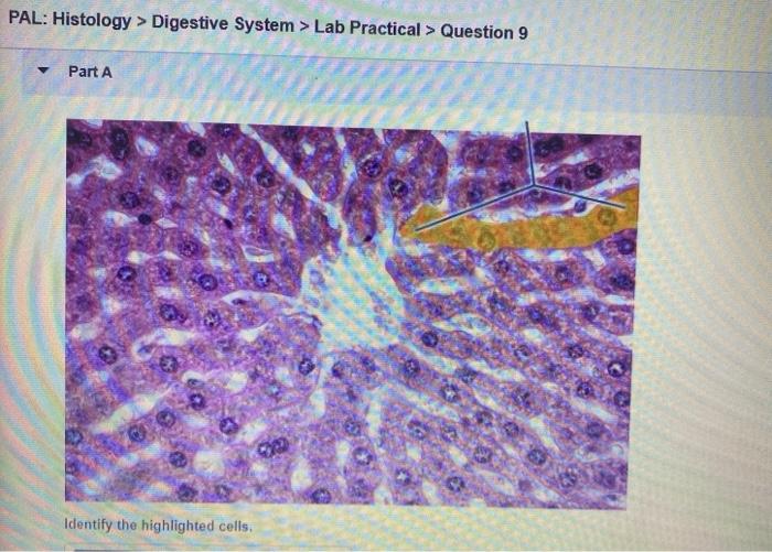 Identify the highlighted structure, Part A | Chegg.com