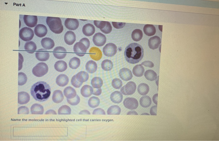 Solved Part A Name the molecule in the highlighted cell that | Chegg.com