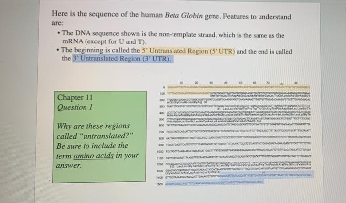Solved Here is the sequence of the human Beta Globin gene. | Chegg.com